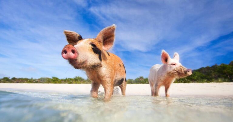 Explore Pig Island Koh Samui: Guide to Tours, Activities, and Tips