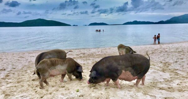 Explore Pig Island Koh Samui: Guide to Tours, Activities, and Tips